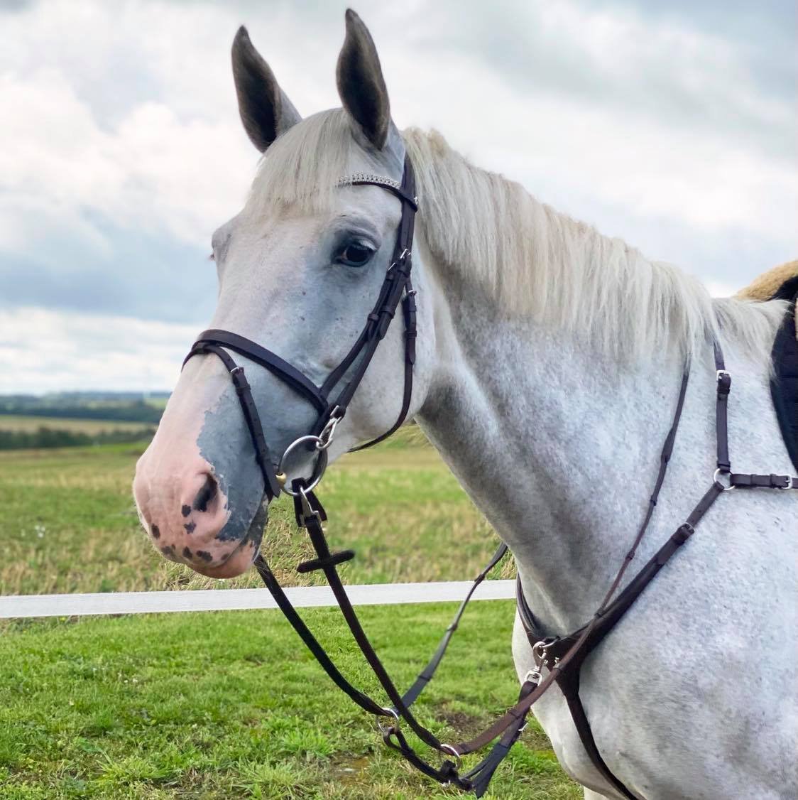 byWeber Fortøj "Catina" brun - Martingal/Fortøj/Bib - byWeber