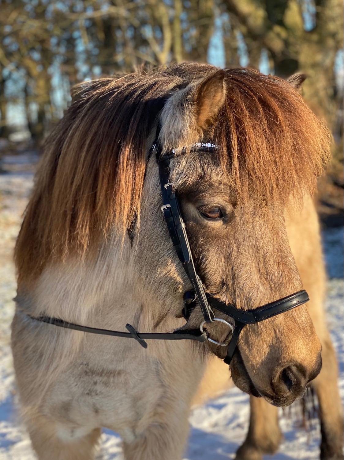 byWeber Trense "Cayenne" sort/sølv - Dressur og Allround Trenser - byWeber